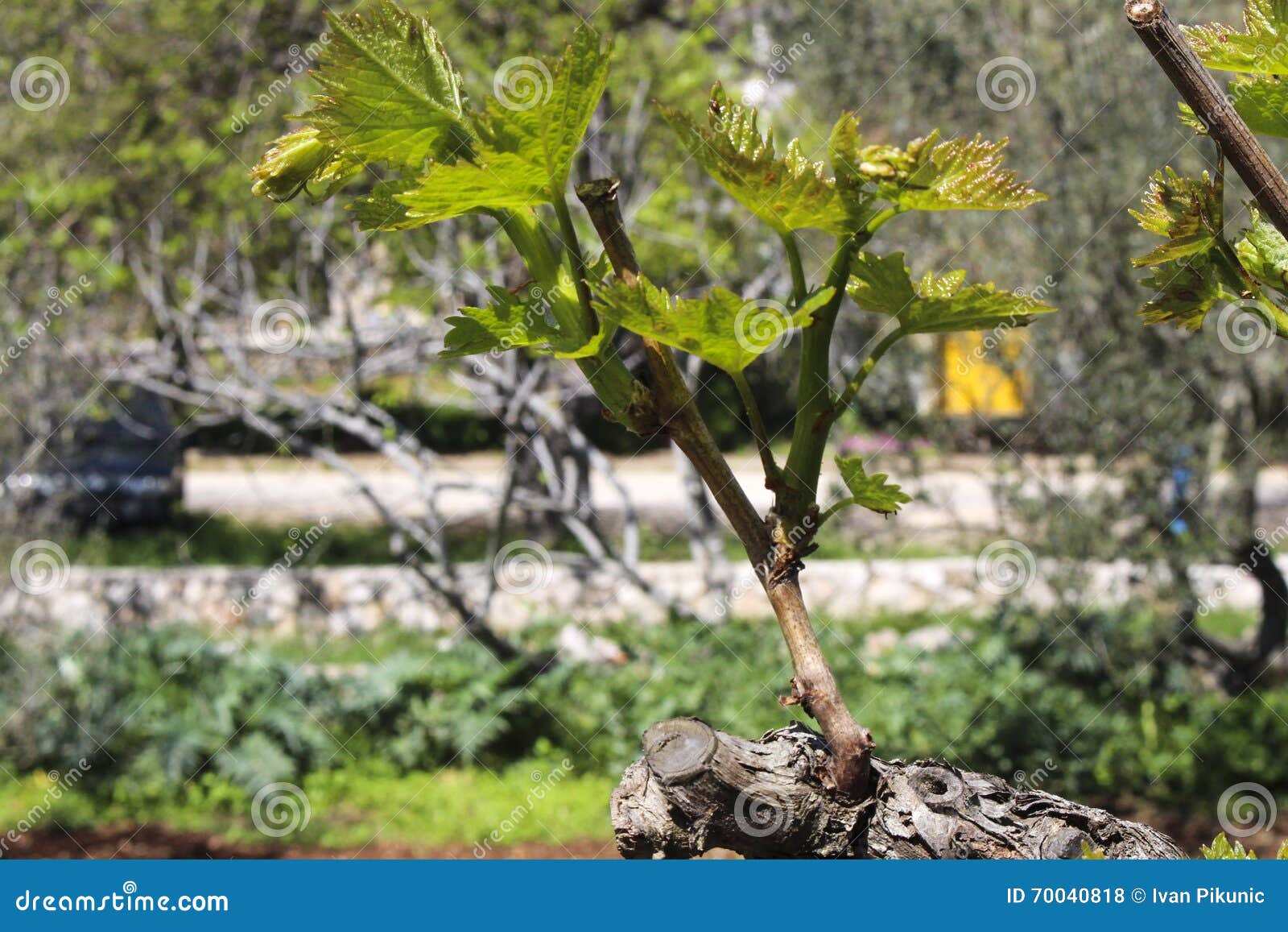Grapevine in the Spring stock photo. Image of wine, foliage - 70040818