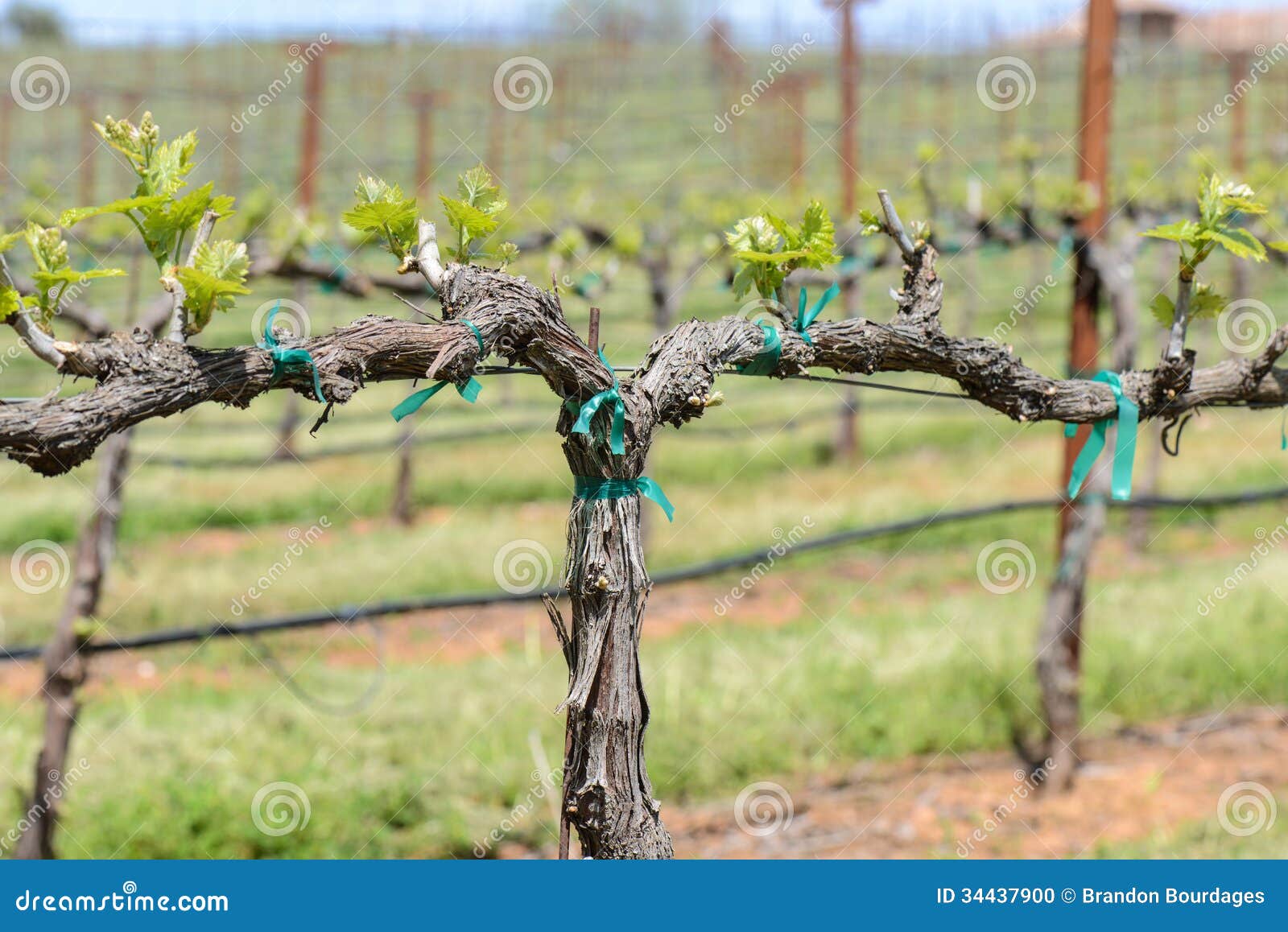 Grapevine in the Spring stock photo. Image of vinifera - 34437900