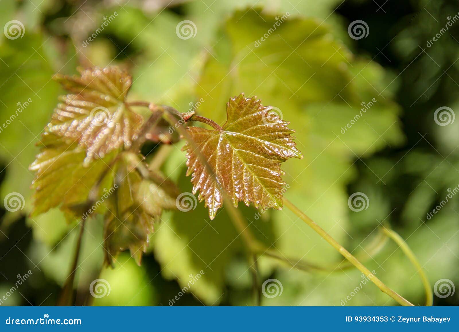Grapevine in Spring with Young Leaves. Stock Image - Image of farming ...