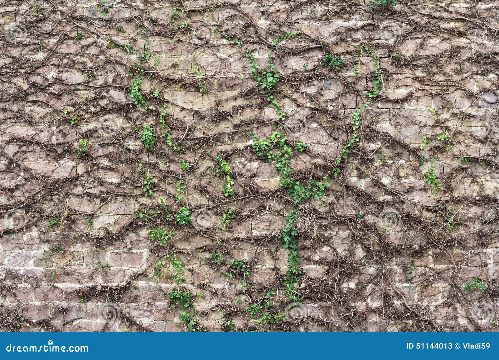 Grapevine on stone wall stock image. Image of decoration - 51144013