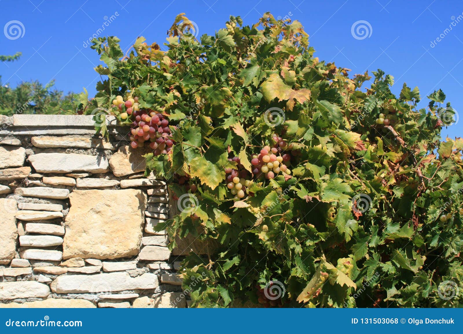 Grapevine on a stone wall stock photo. Image of wall - 131503068
