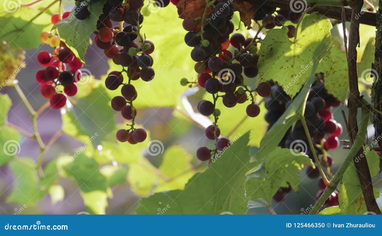 Grapevine in the Sun, Grape Harvest Stock Footage - Video of leaf ...