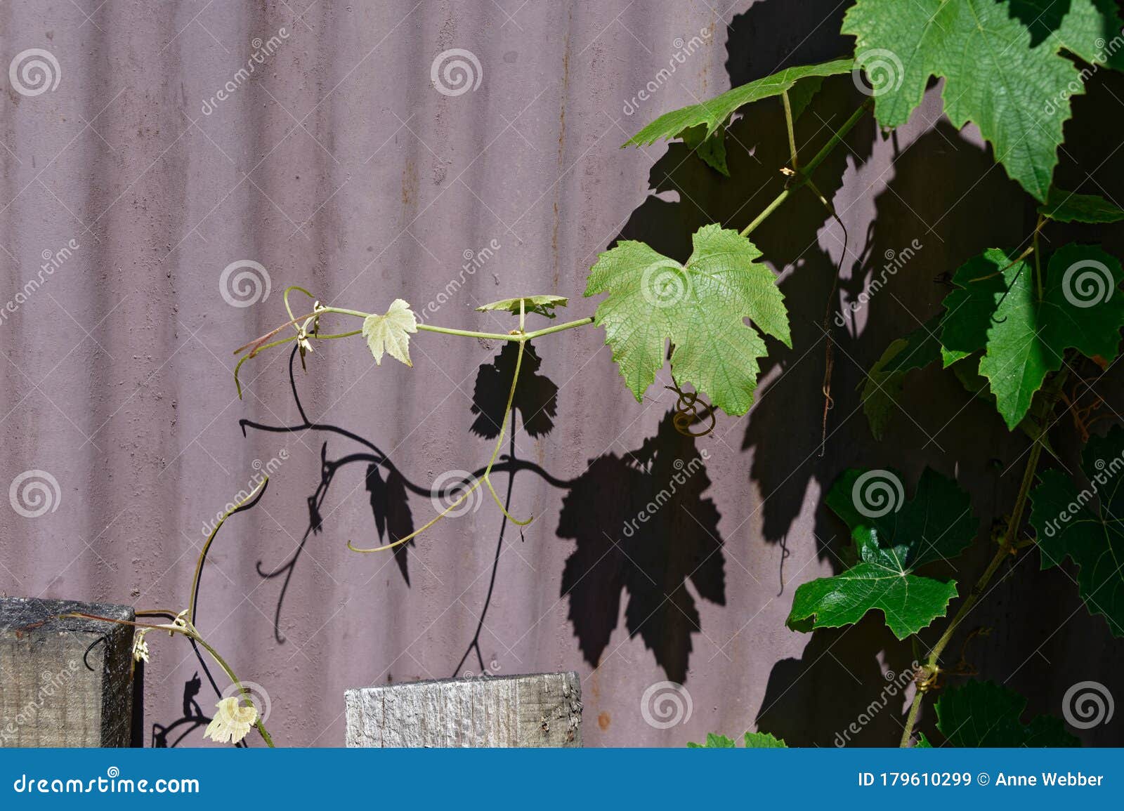 A Grapevine Tendrils Wanders Along a Corrugated Iron Fence Stock Image ...