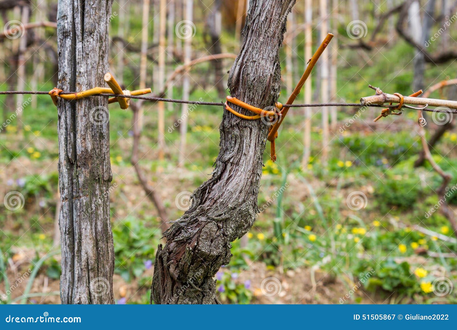 Grapevine tied stock image. Image of close, willow, cane - 51505867