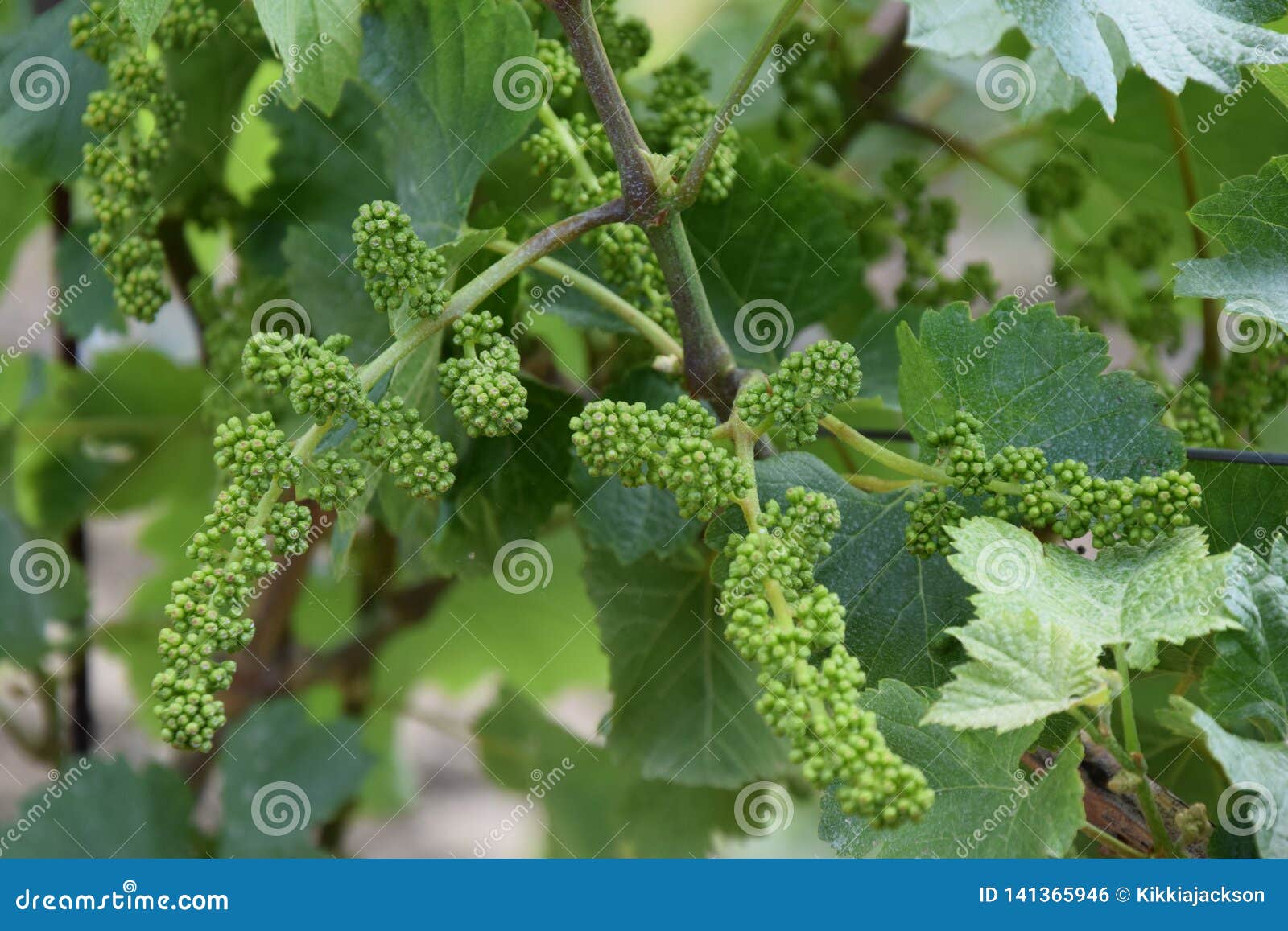 Grapevine Field Closeup Stock Photo Stock Photo - Image of tree, autumn ...