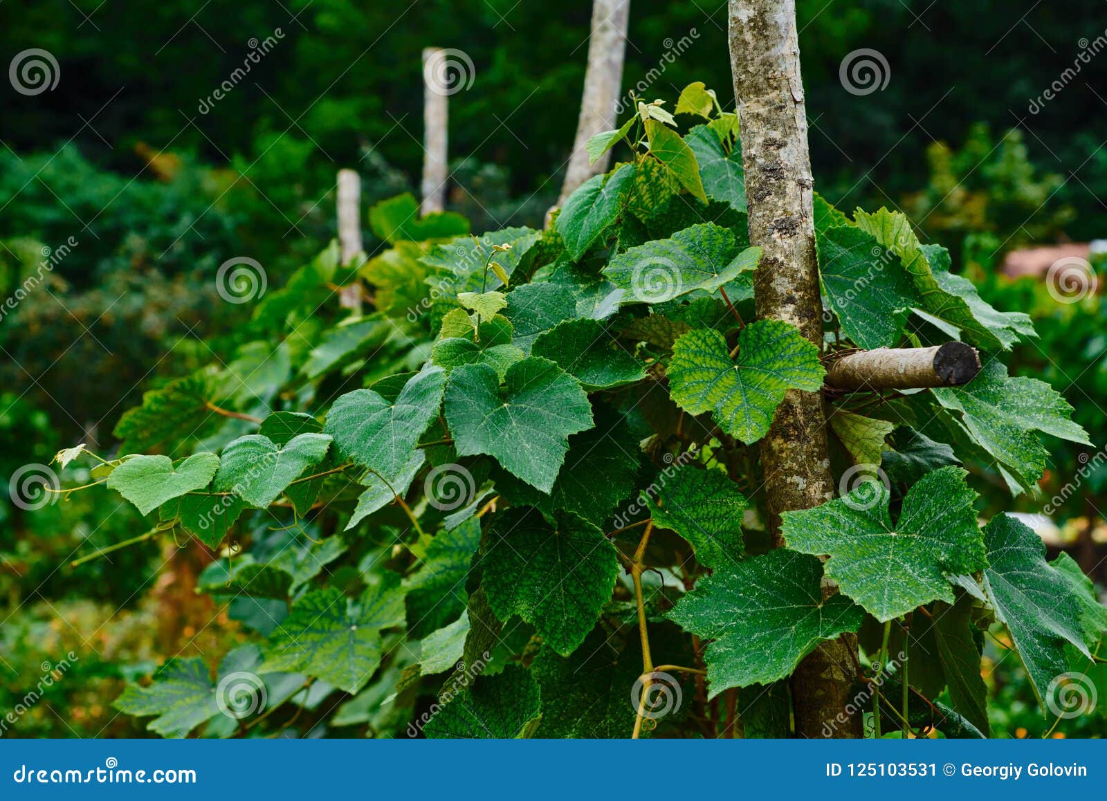 Grapevine on trellis. stock image. Image of landscape - 125103531