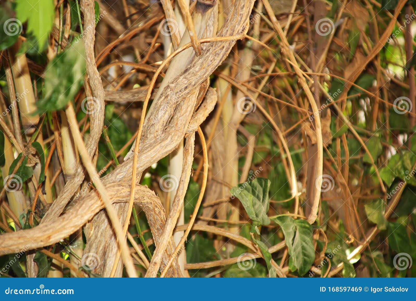 Grapevine Trunks on a Grape Plantation Stock Image - Image of glare ...