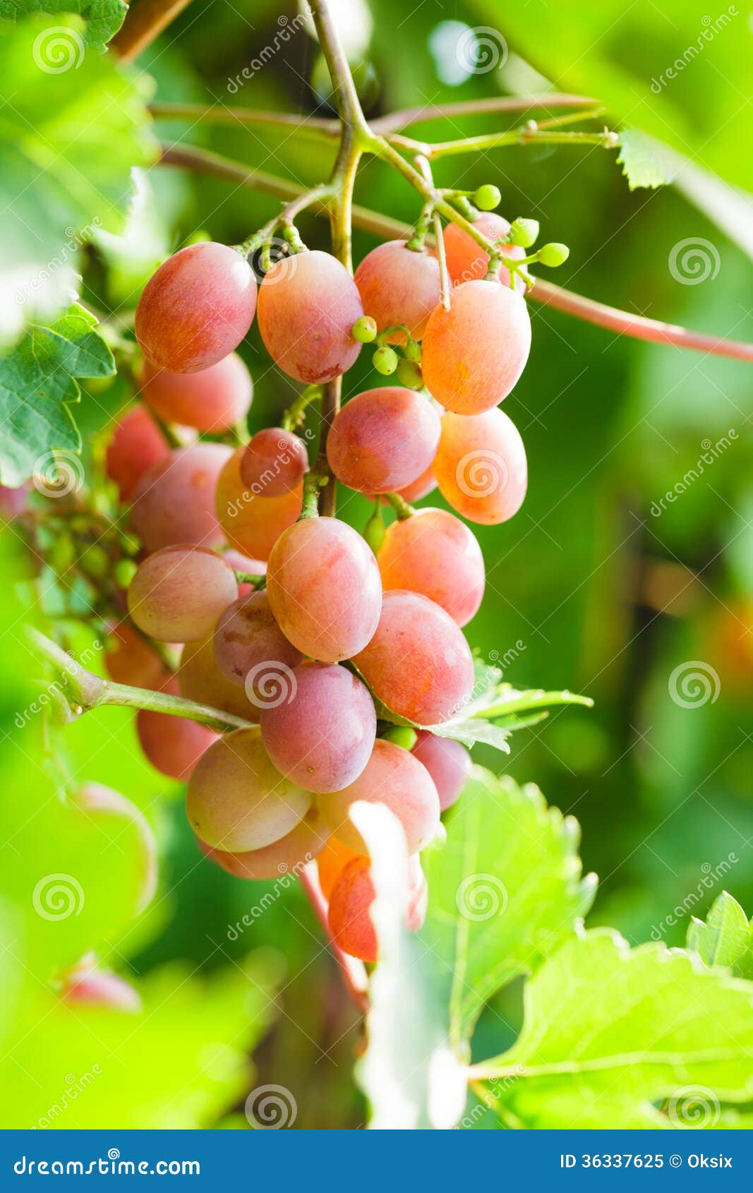 Grapevine stock image. Image of crop, summer, natural - 36337625