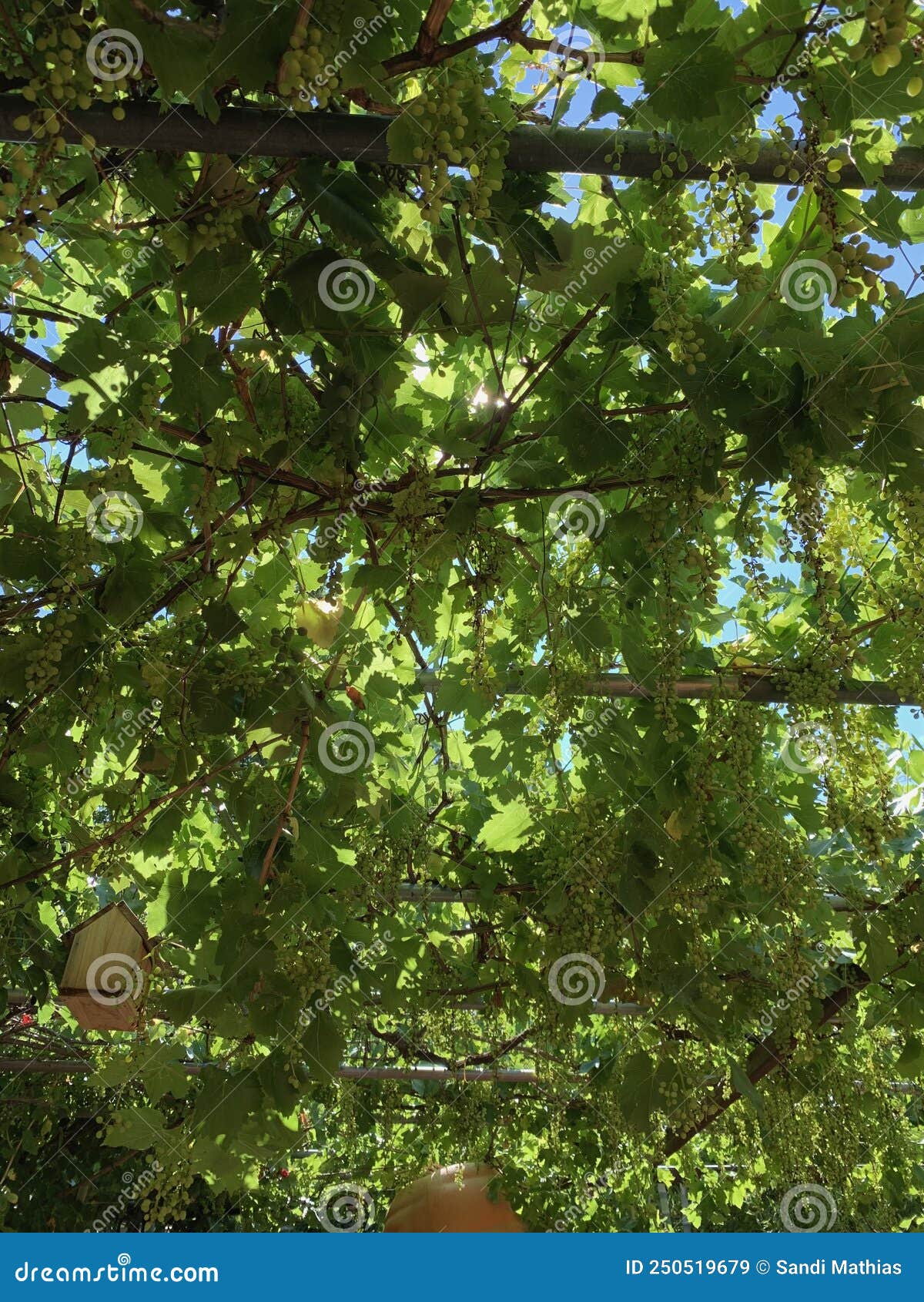Grapevine stock image. Image of shrub, grove, deciduous - 250519679