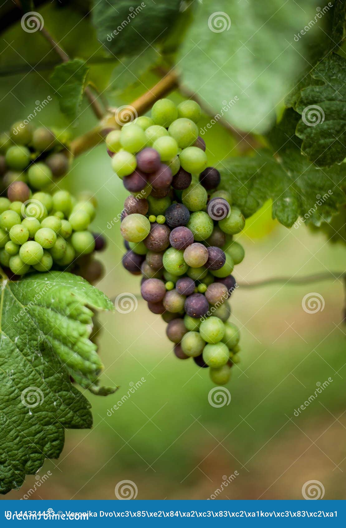 Grapevine with Unripe Green and Blue Grapes. German Vineyard Stock ...