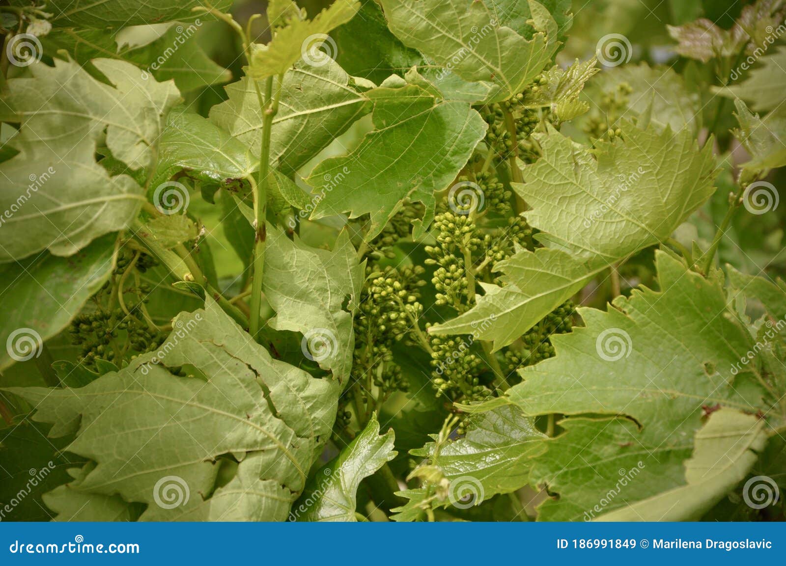 Grapevine Up Close with Flower Buds Stock Image - Image of green ...