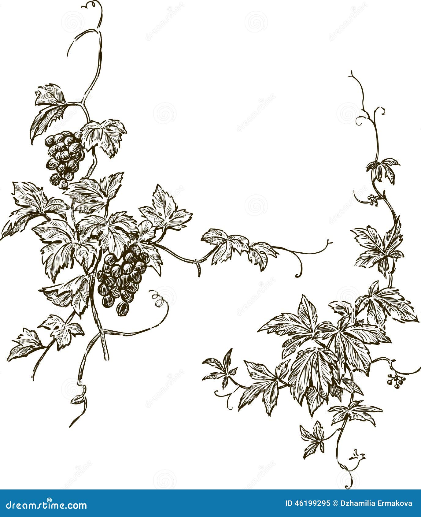Grapevine stock vector. Illustration of tendrils, grape - 46199295