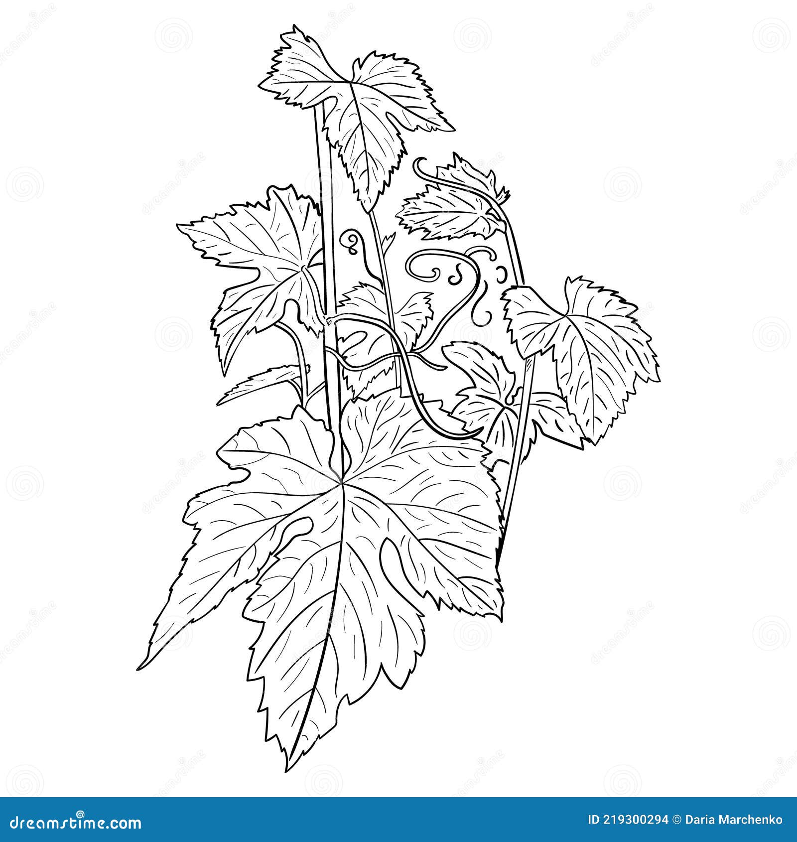 Grapevine in a Vector Style Isolated. Trendy Sketch Stock Vector ...