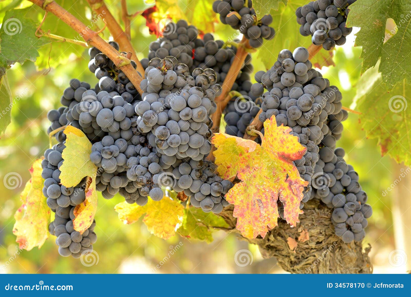 Grapevine stock photo. Image of grapes, healthy, ripe - 34578170