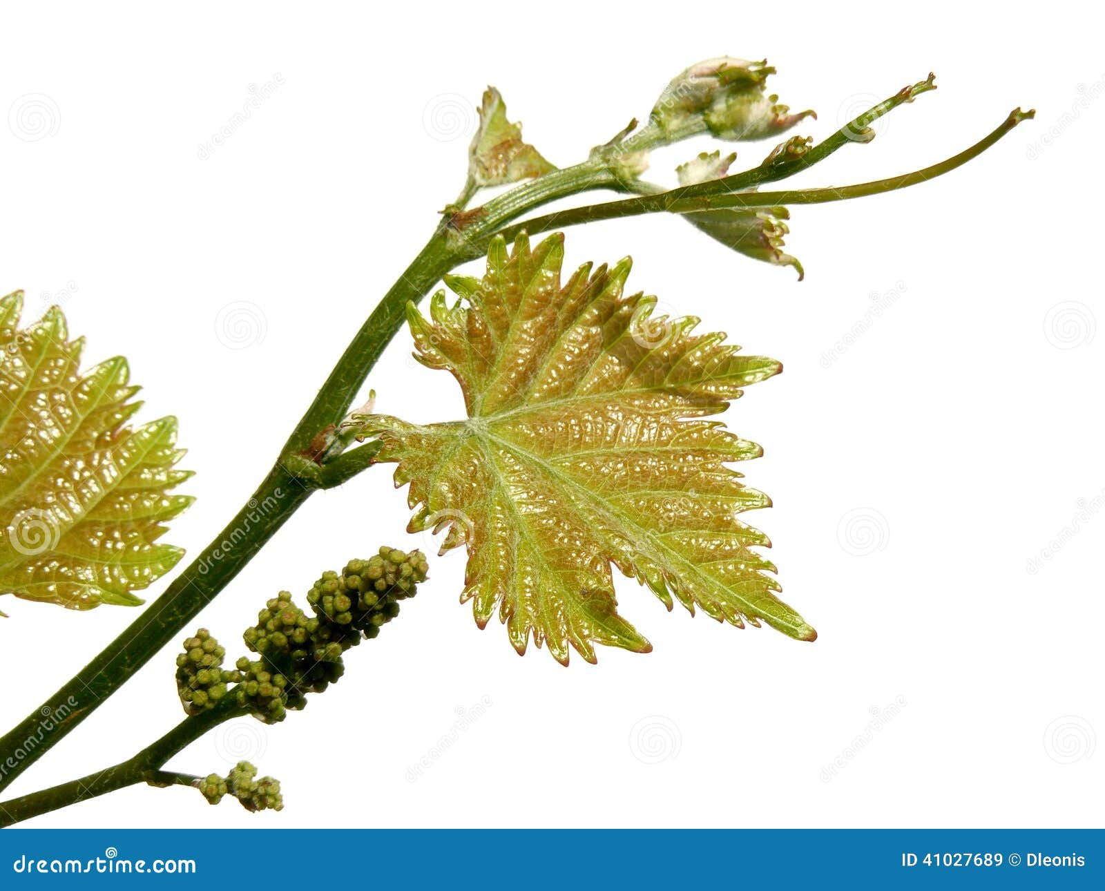 Grapevine stock image. Image of grapevine, grow, floral - 41027689
