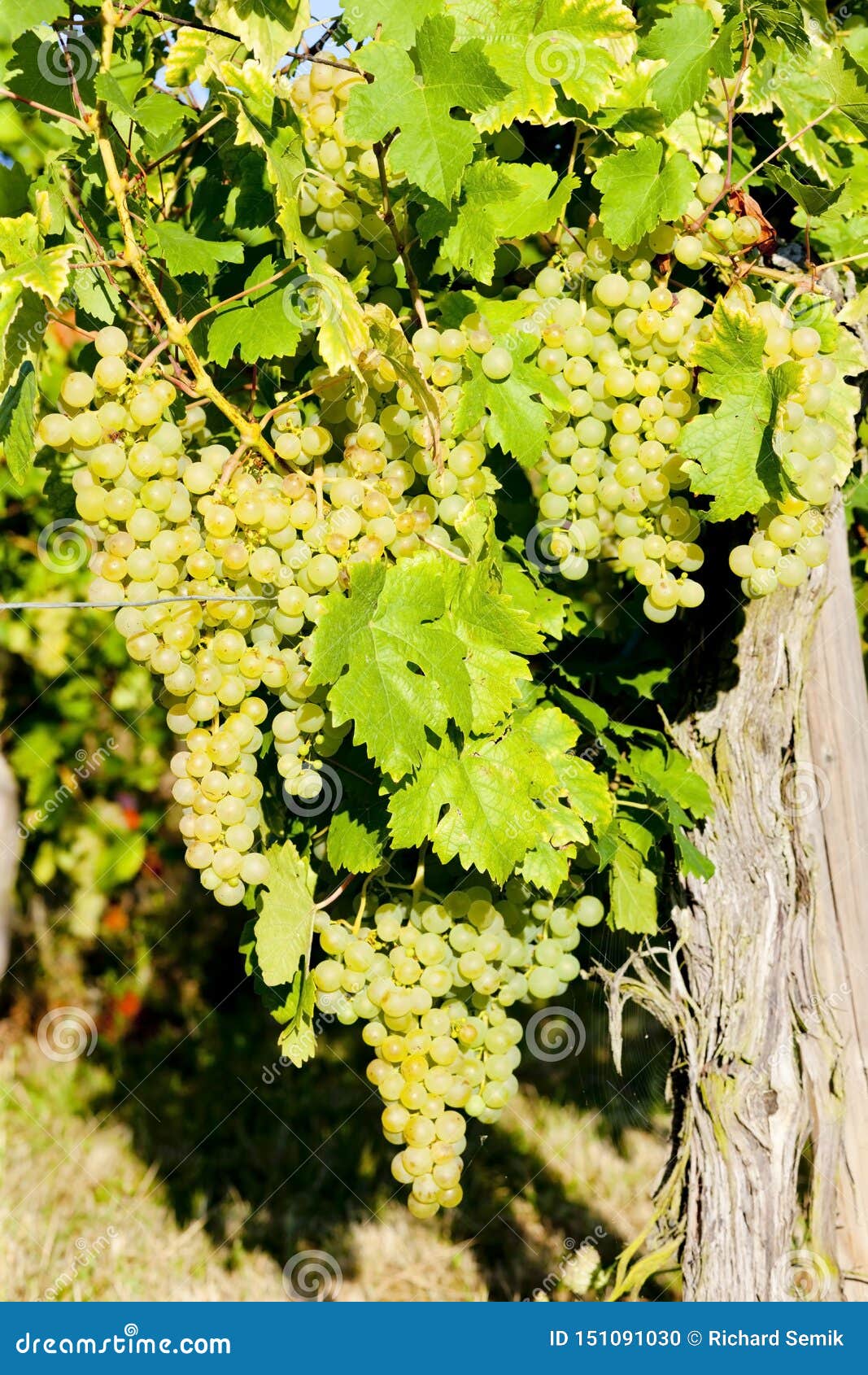 Grapevine in Vineyard, Alsace, France Stock Photo - Image of vine ...
