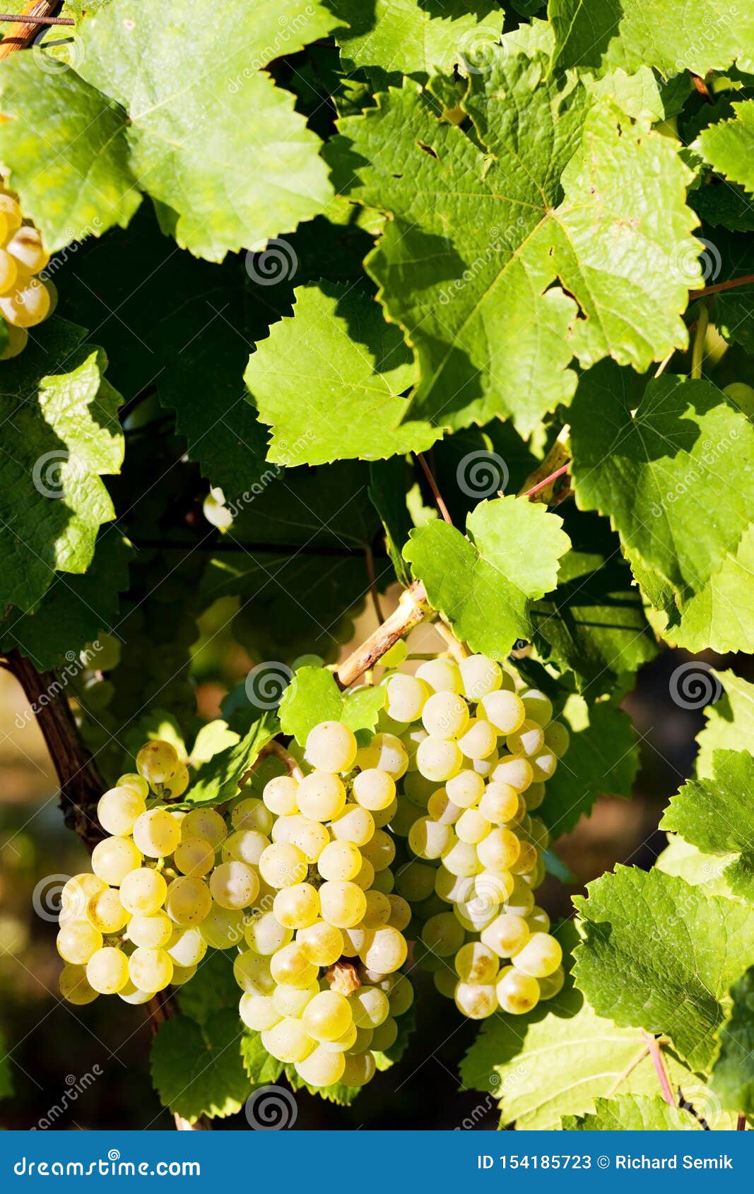 Grapevine in Vineyard, Alsace, France Stock Image - Image of leaf, vine ...