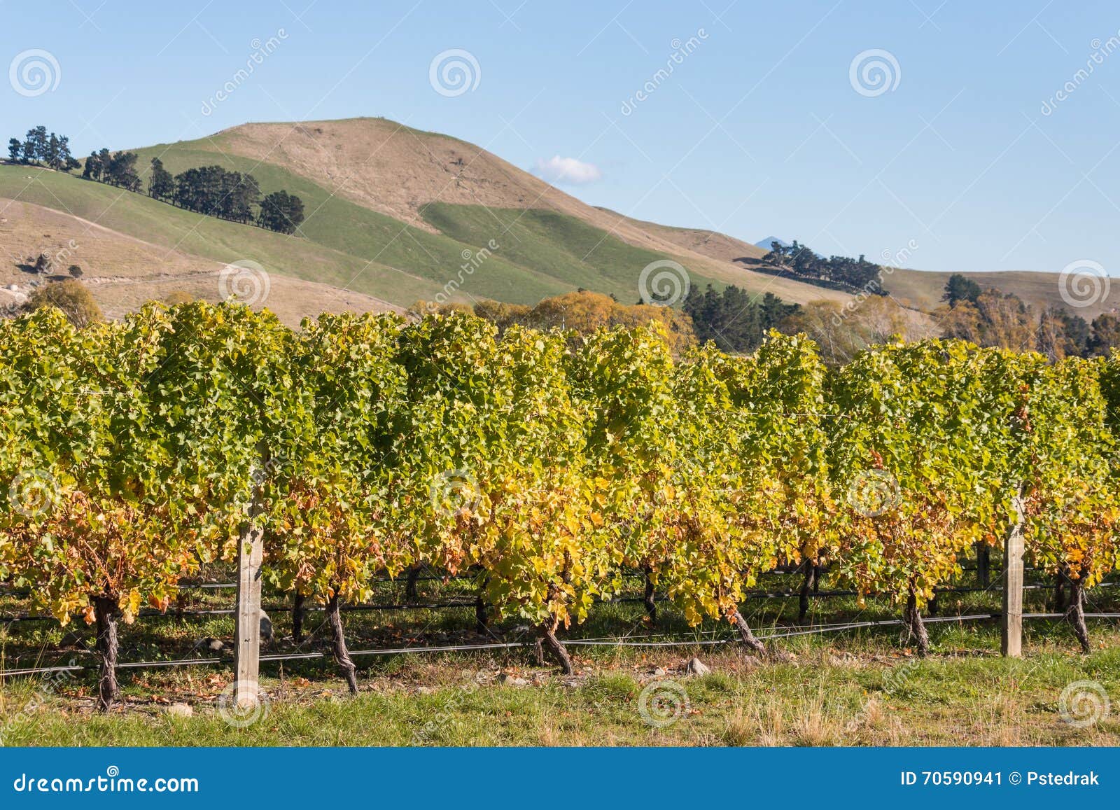 Grapevine in Vineyard in Autumn Stock Image - Image of wither, zealand ...