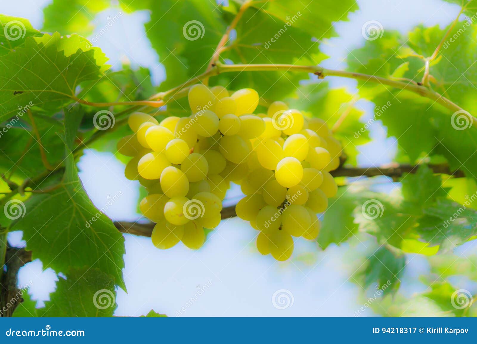 Grapevine vist the branch stock image. Image of deciduous - 94218317
