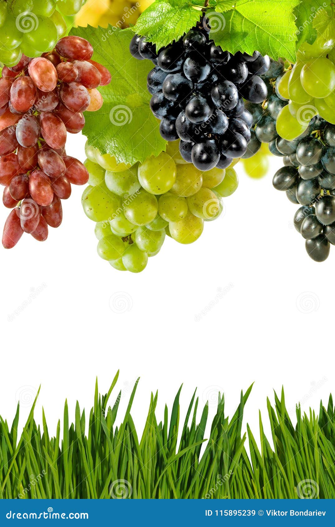 Grapevine on White Background Close-up Stock Image - Image of wallpaper ...
