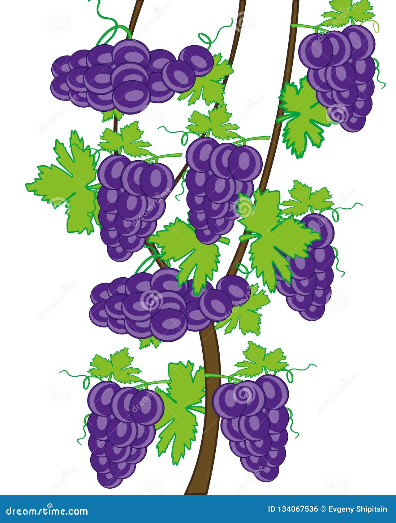 Grapevine On White Background. Green Leaf With Branch. Green Outline ...