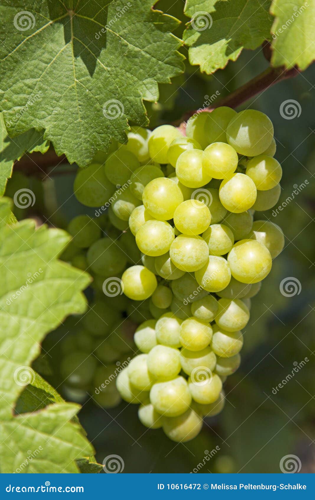 Grapevines stock photo. Image of grape, green, africa - 10616472