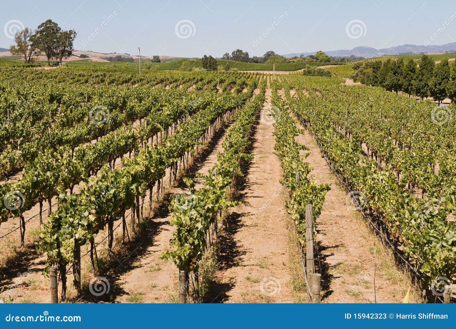 Grapevines stock image. Image of carneros, california - 15942323