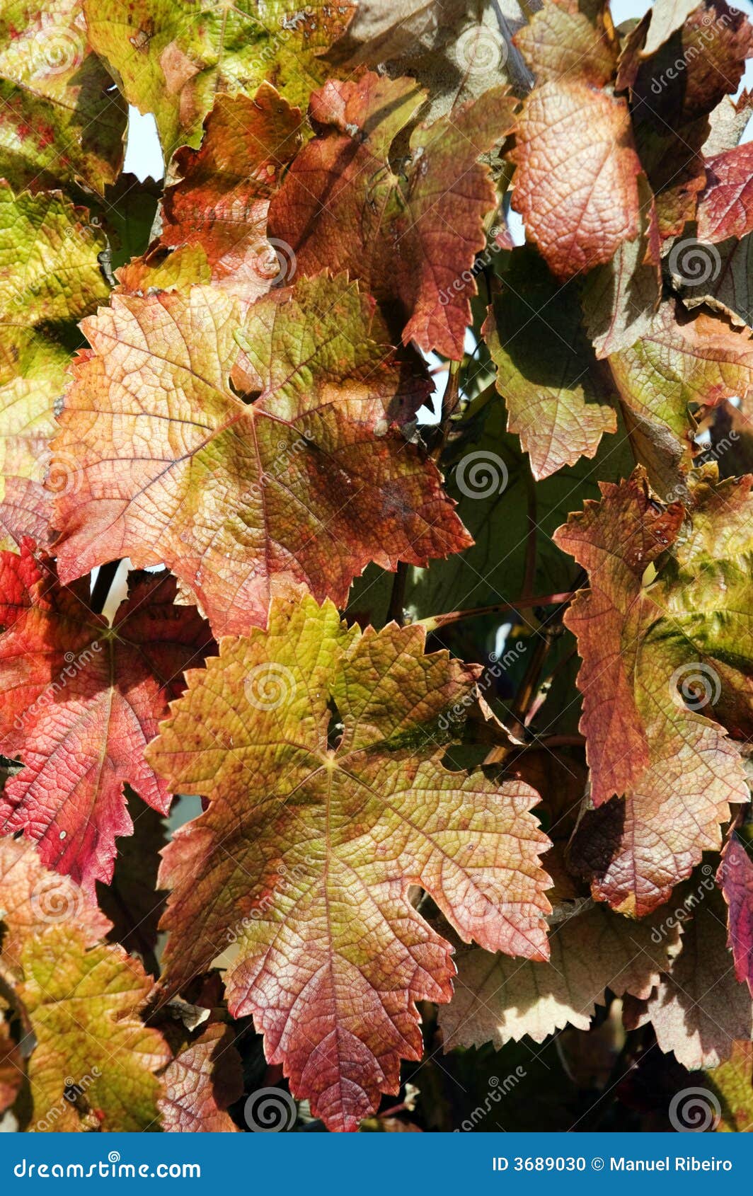 Grapevines in autumn stock photo. Image of reddish, magenta - 3689030