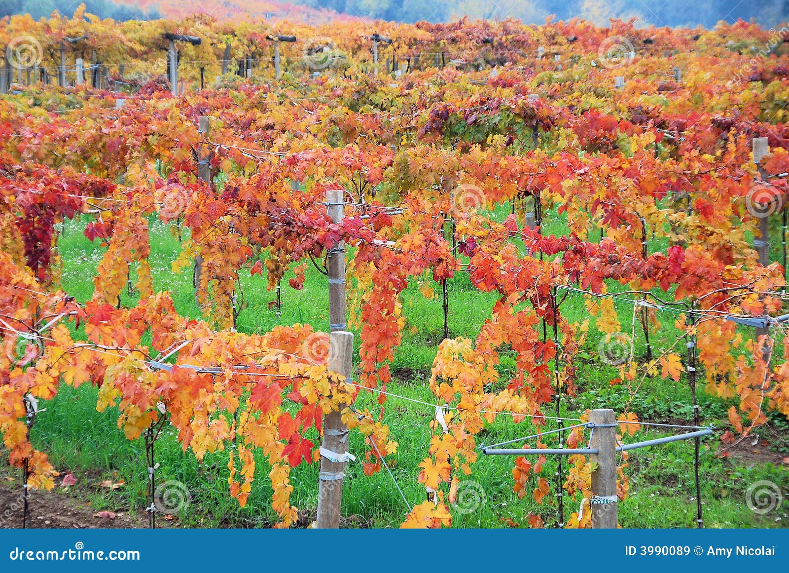 Grapevines in autumn stock image. Image of abundance, autumn - 3990089