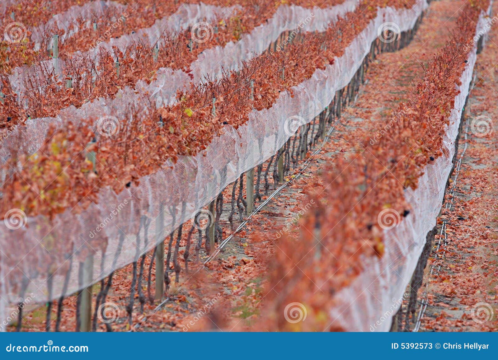 Grapevines in autumn stock image. Image of leaves, grape - 5392573