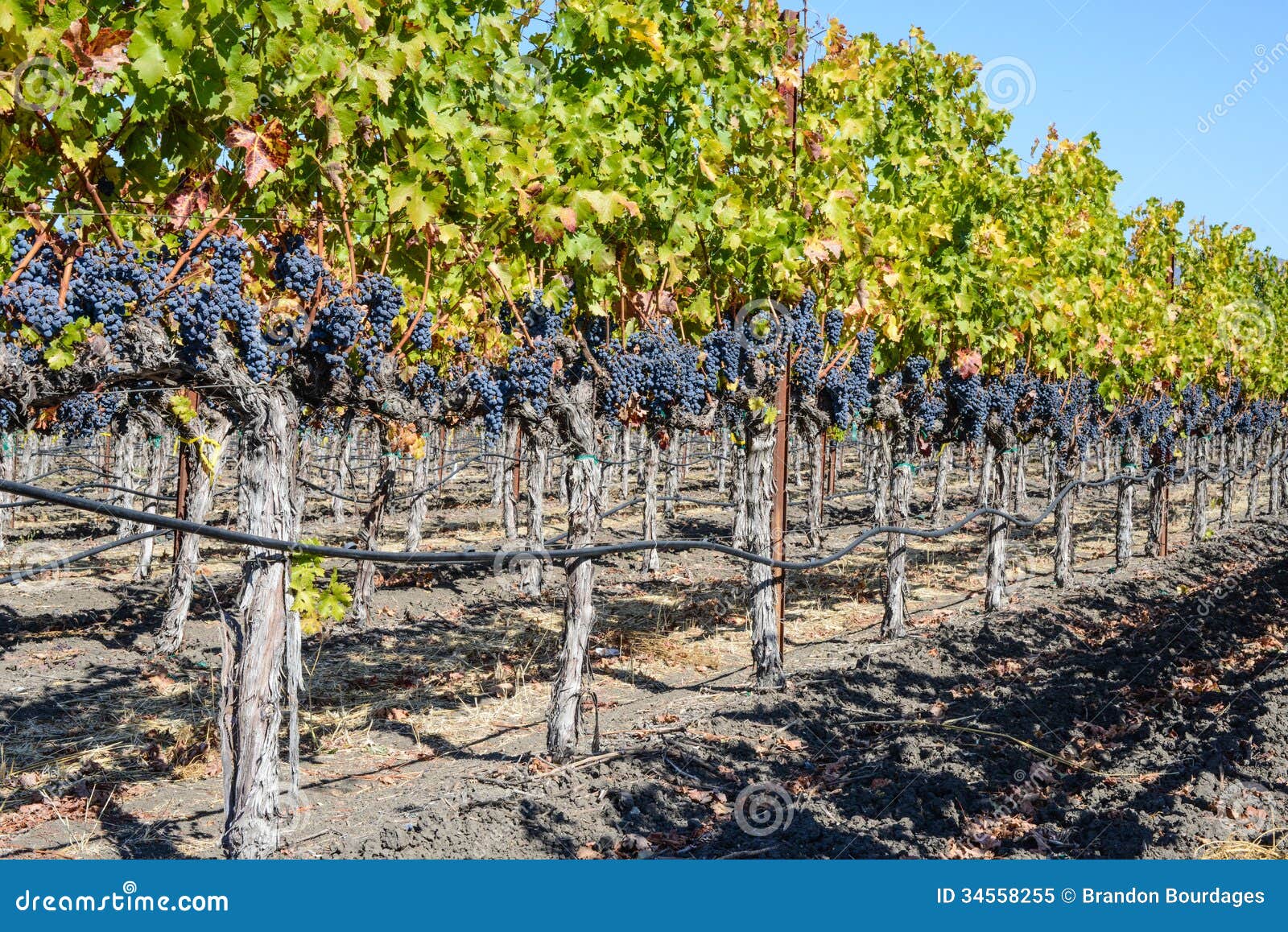 Grapevines in Autumn stock image. Image of california - 34558255