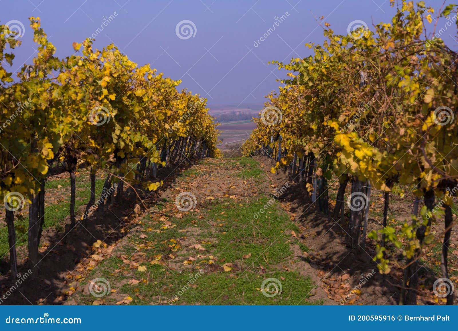 Grapevines in autumn stock photo. Image of harvest, grapevine - 200595916