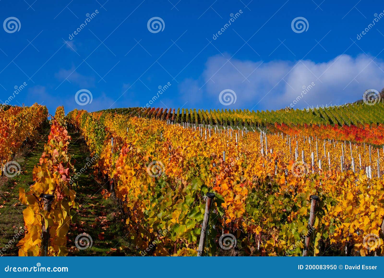 Grapevines with Brightly Colored Autumn Leaves in the Sunshine Stock ...