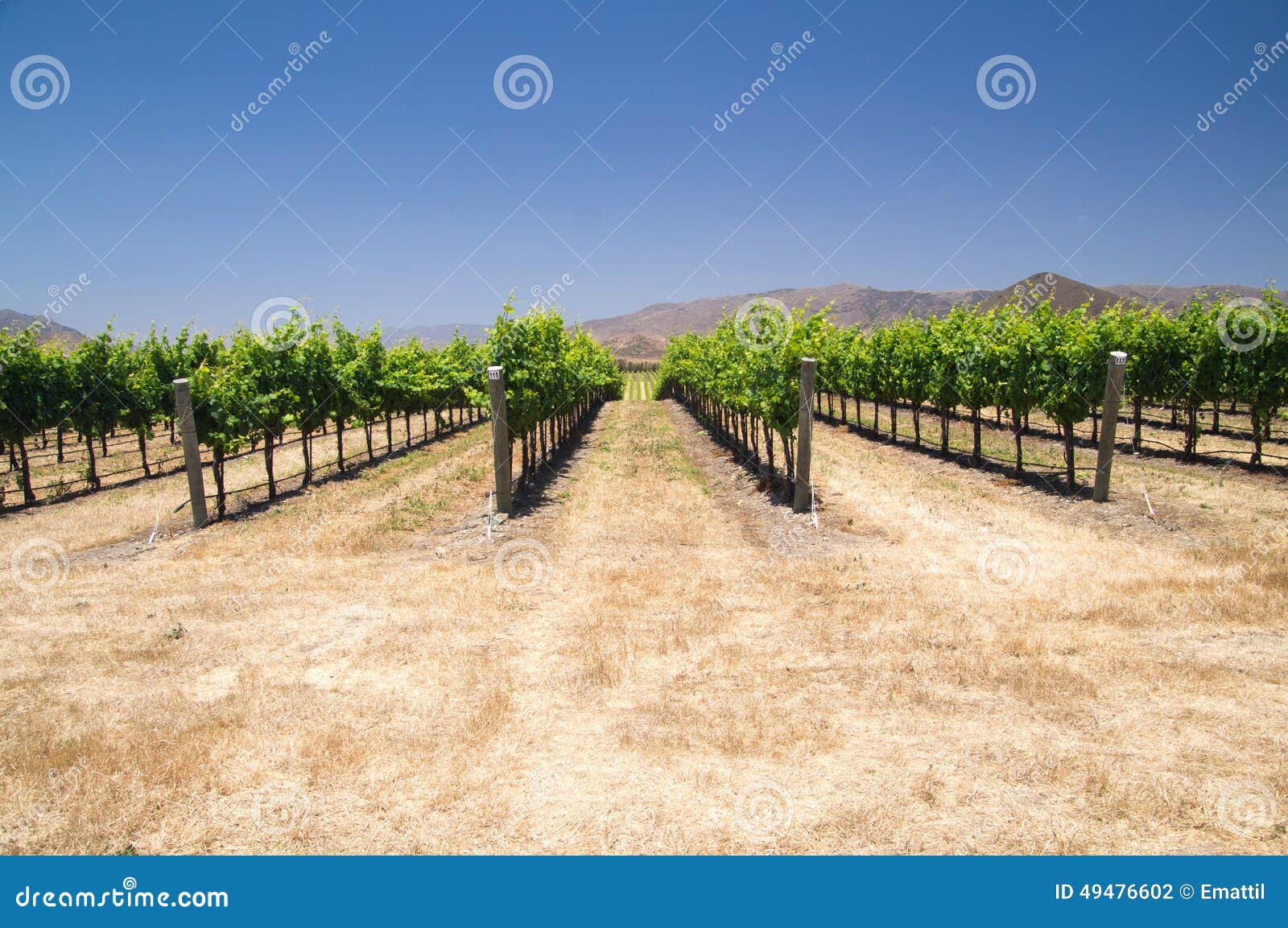 Grapevines in California stock photo. Image of vein, grapevines - 49476602