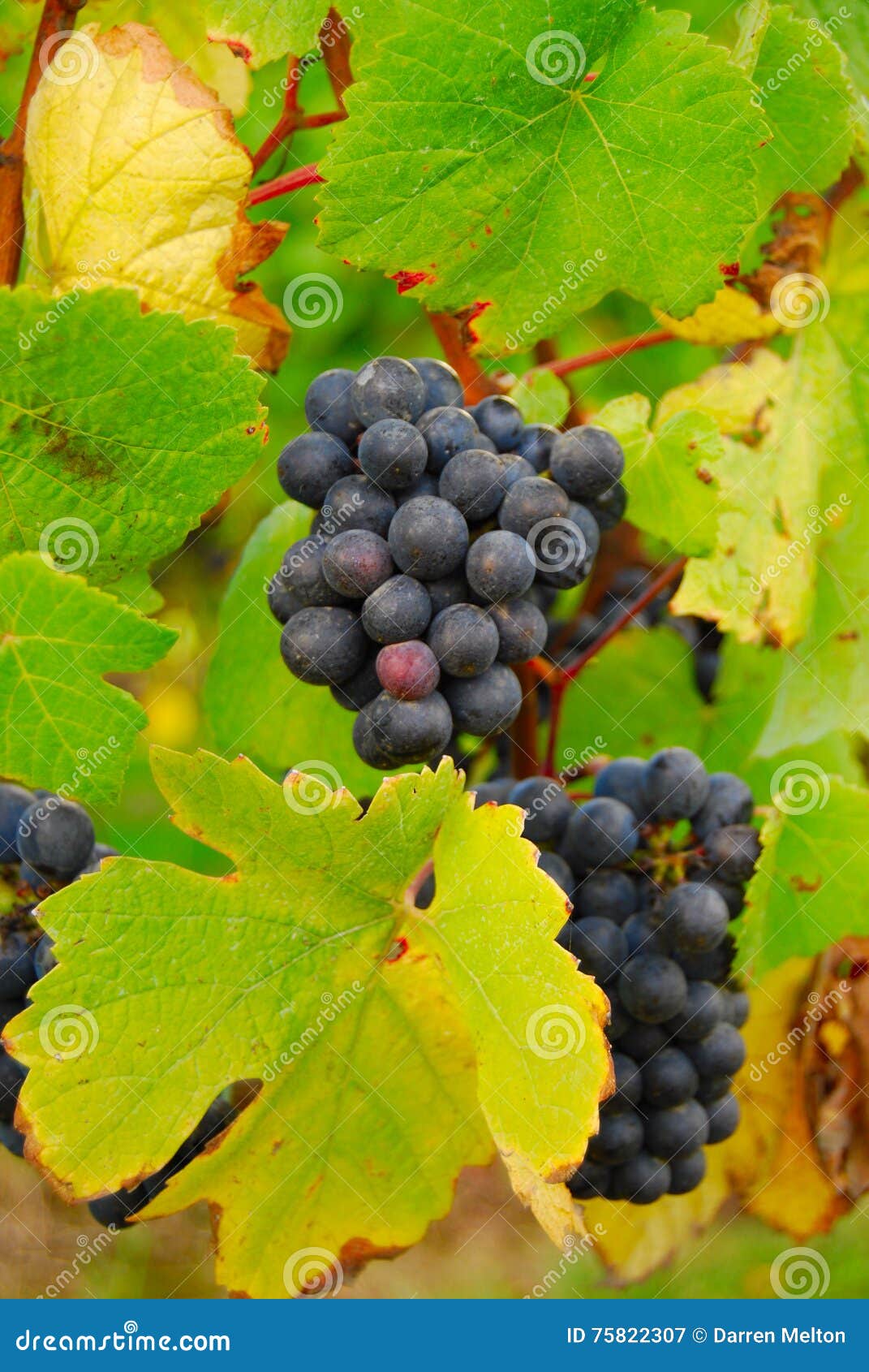 Grapevines in fall stock image. Image of fall, winery - 75822307