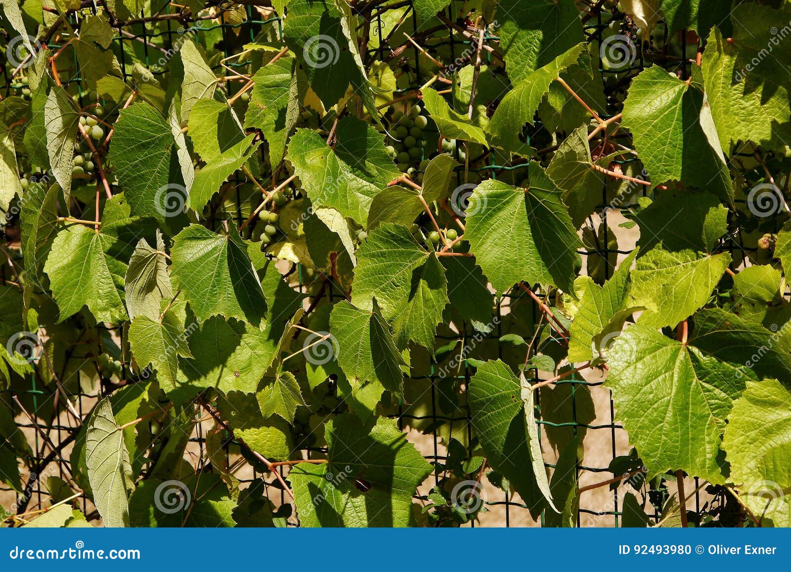 Grapevines stock photo. Image of nature, beauty, summer - 92493980
