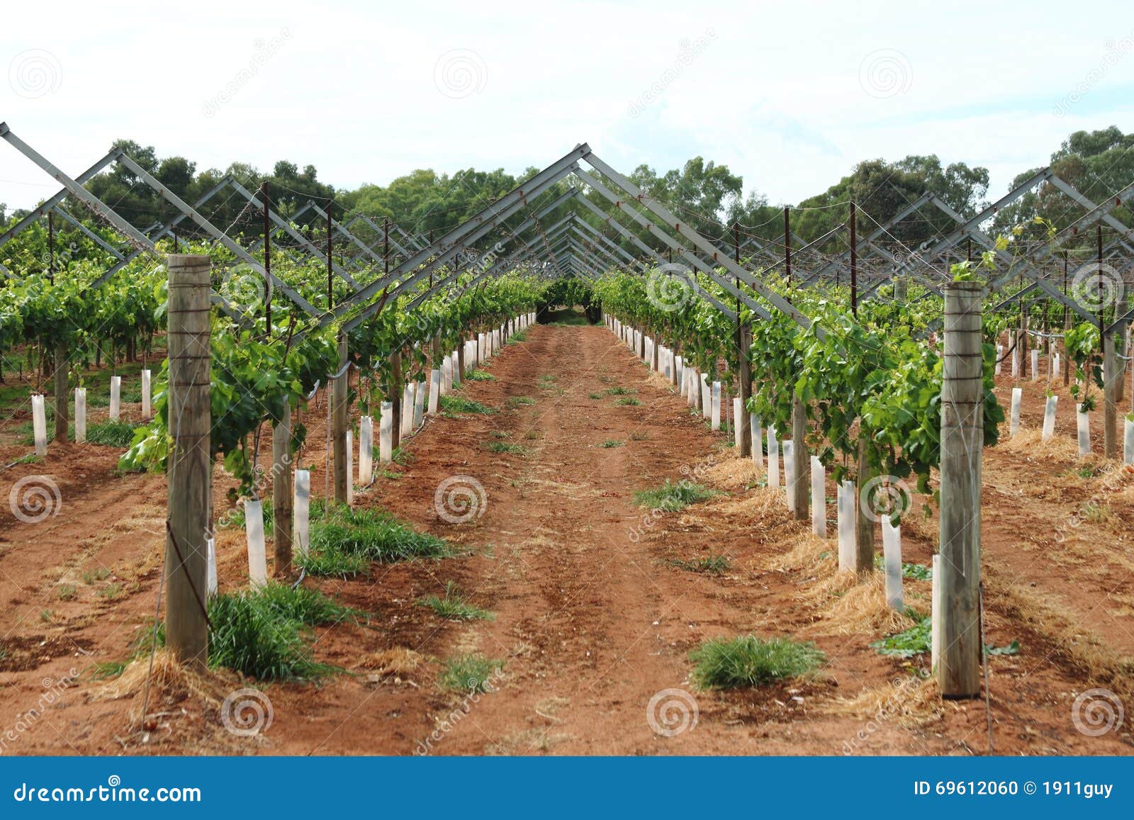 Grapevines stock photo. Image of plant, green, valley - 69612060