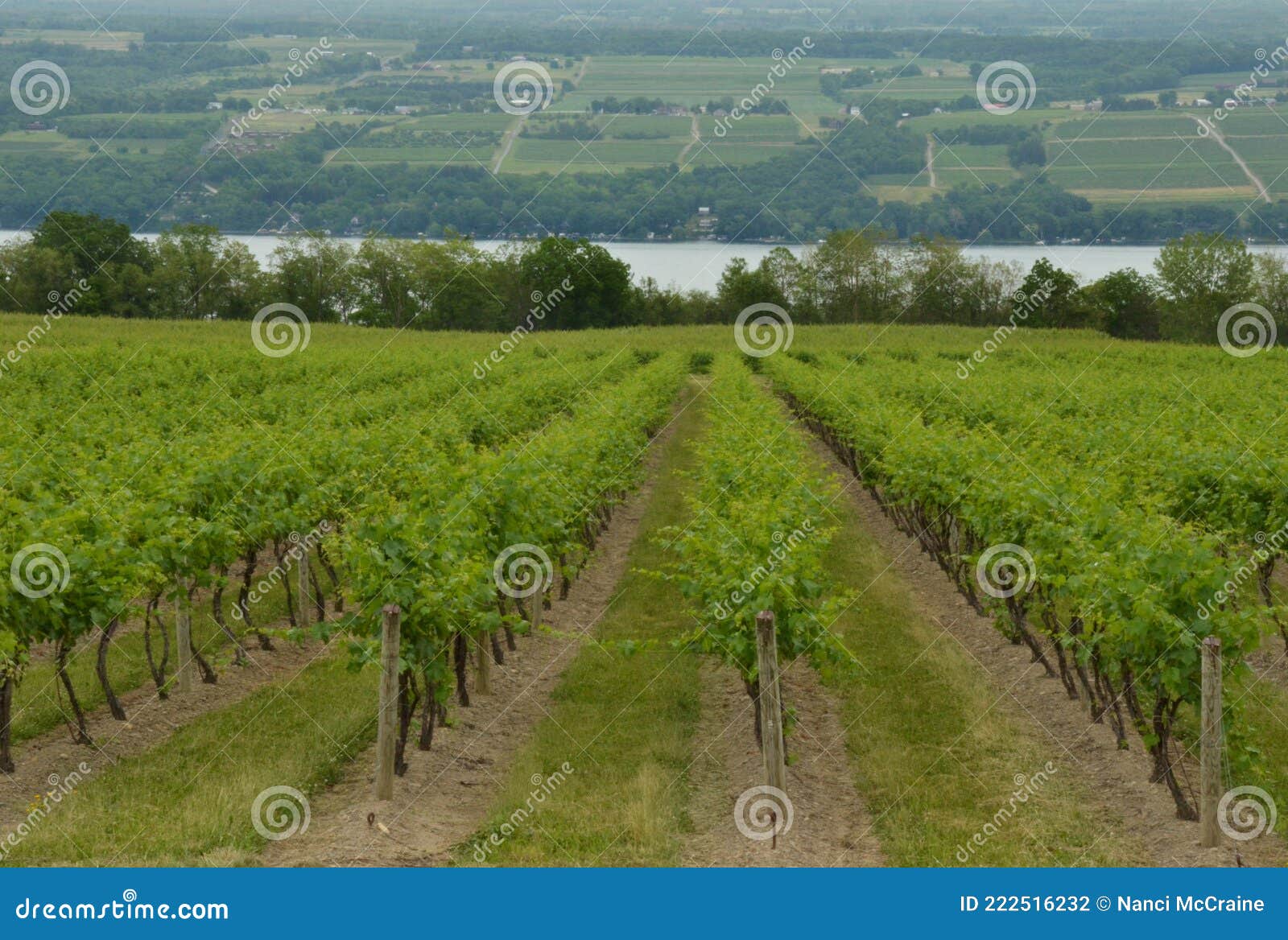 Grapevines Grow on Sturdy Trellis at Seneca Vineyard Stock Photo ...