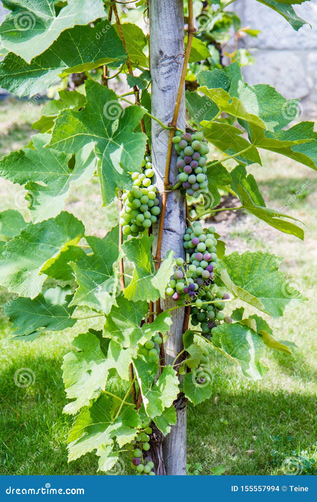 Grapevines stock photo. Image of agriculture, cultivation - 155557994