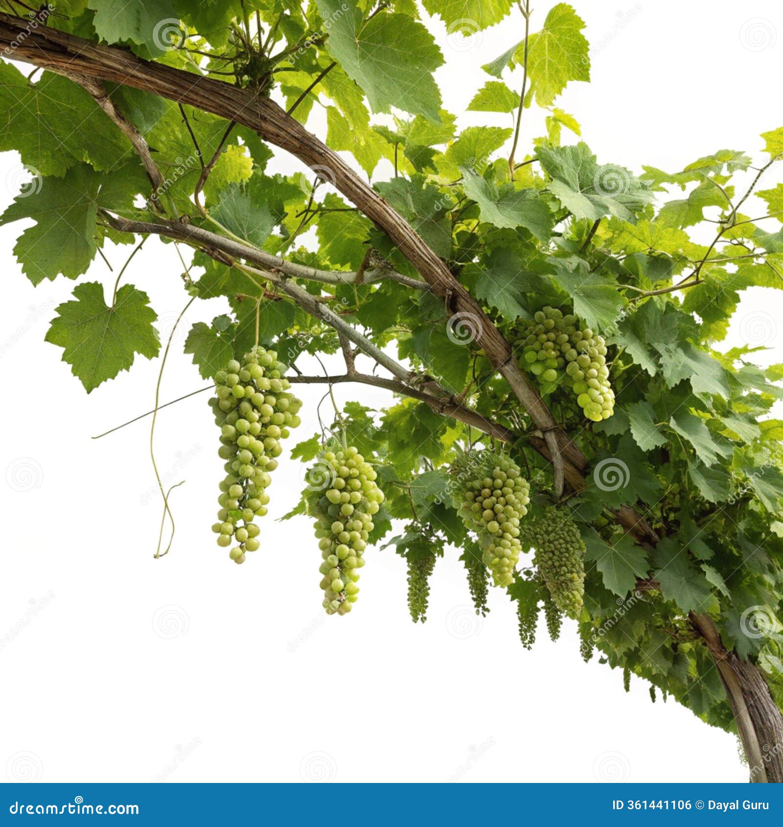 Grapevines Isolated On Transparent Background - Generative AI Stock ...