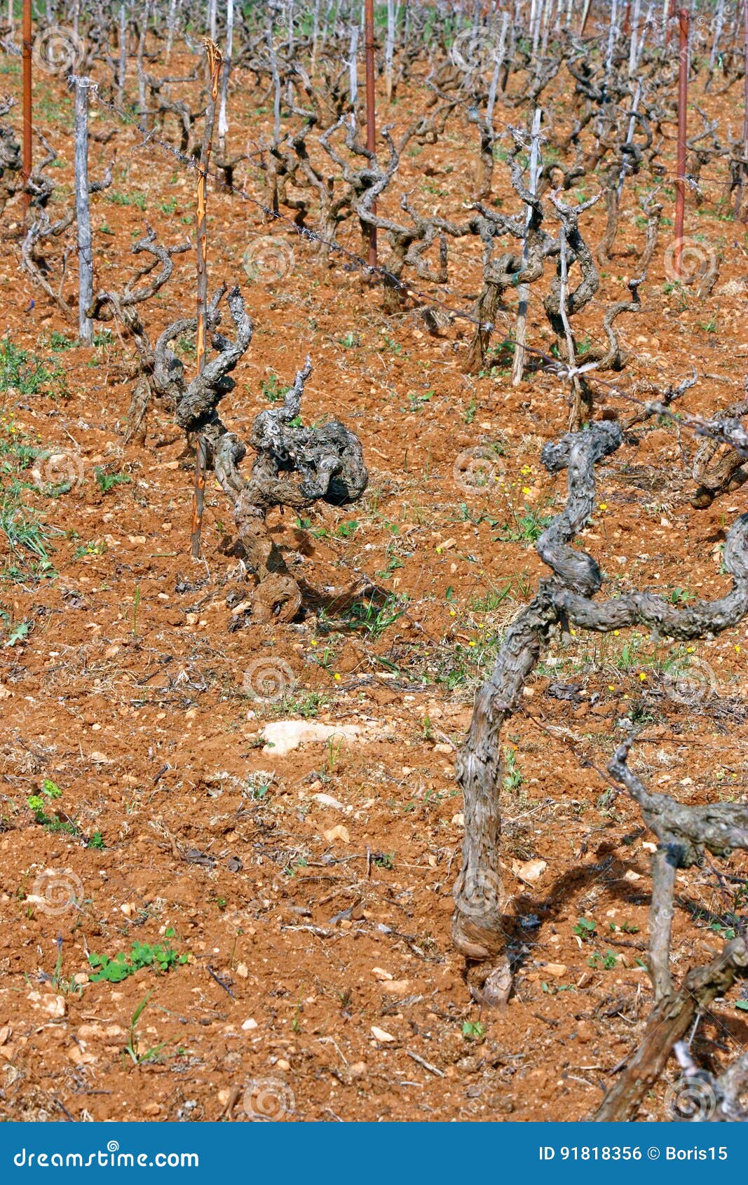 Grapevines stock photo. Image of spring, vines, coast - 91818356