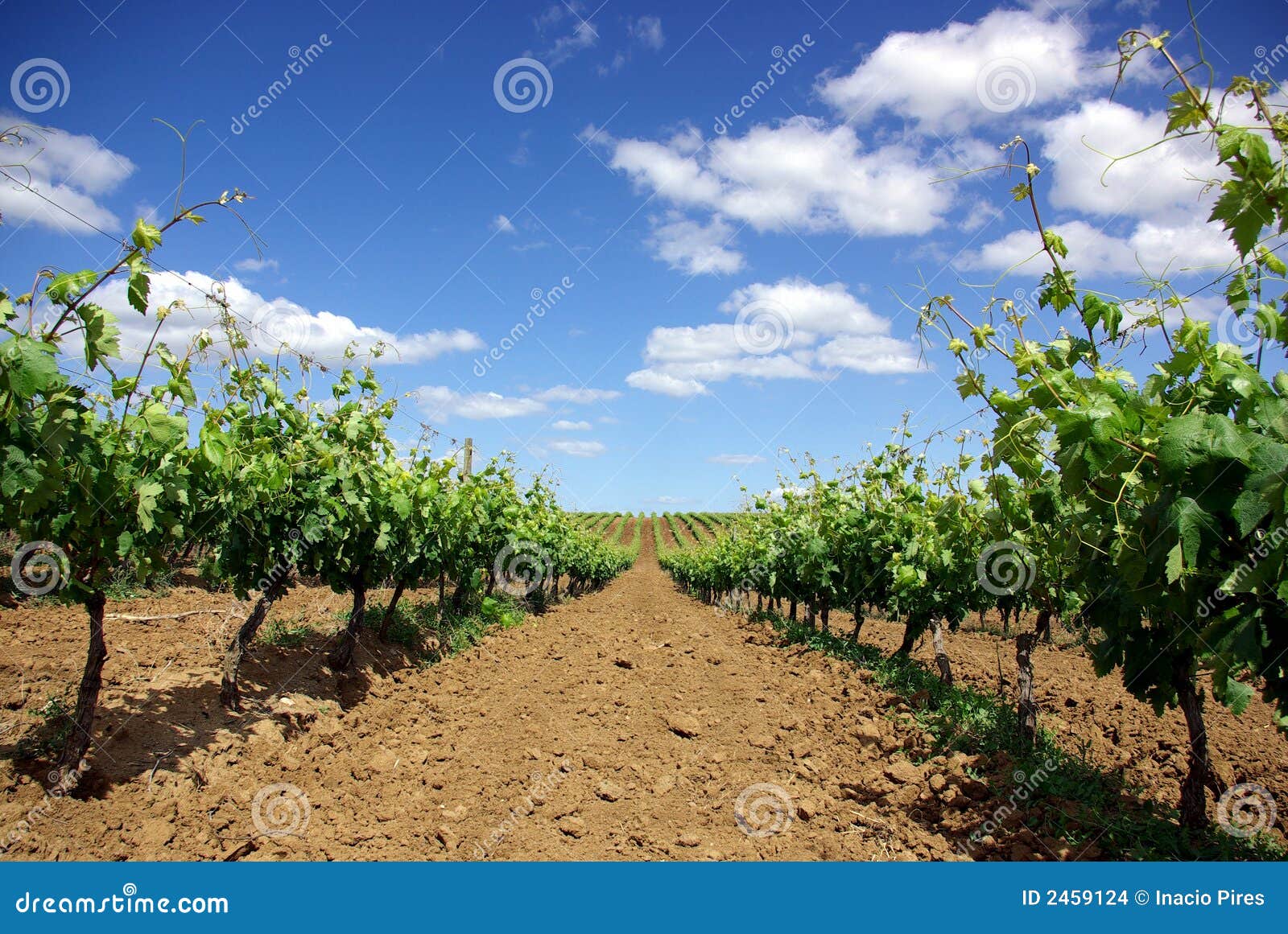 Grapevines in the spring stock photo. Image of ingredient - 2459124
