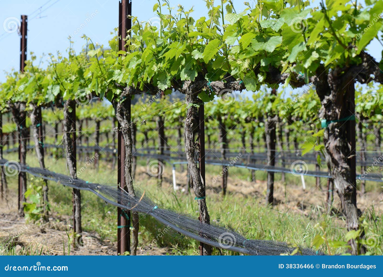 Grapevines in Spring stock photo. Image of field, growing - 38336466