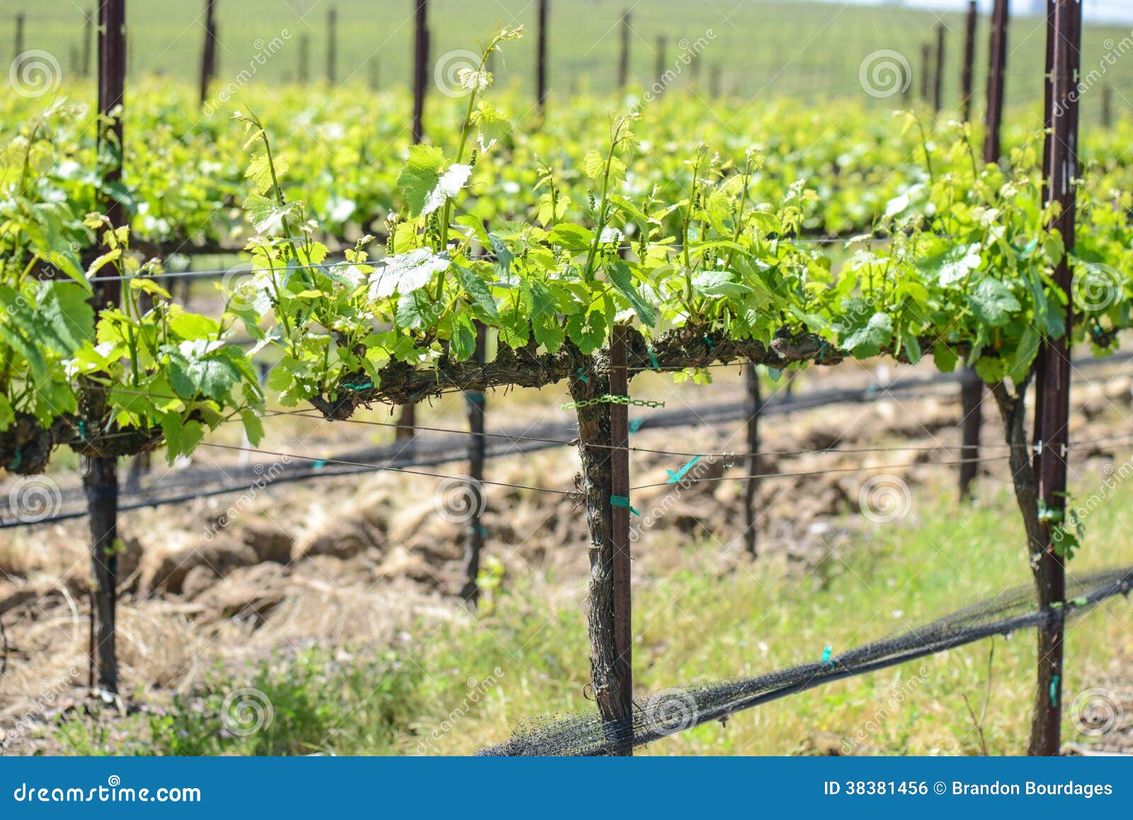 Grapevines in Spring stock photo. Image of field, grapevines - 38381456