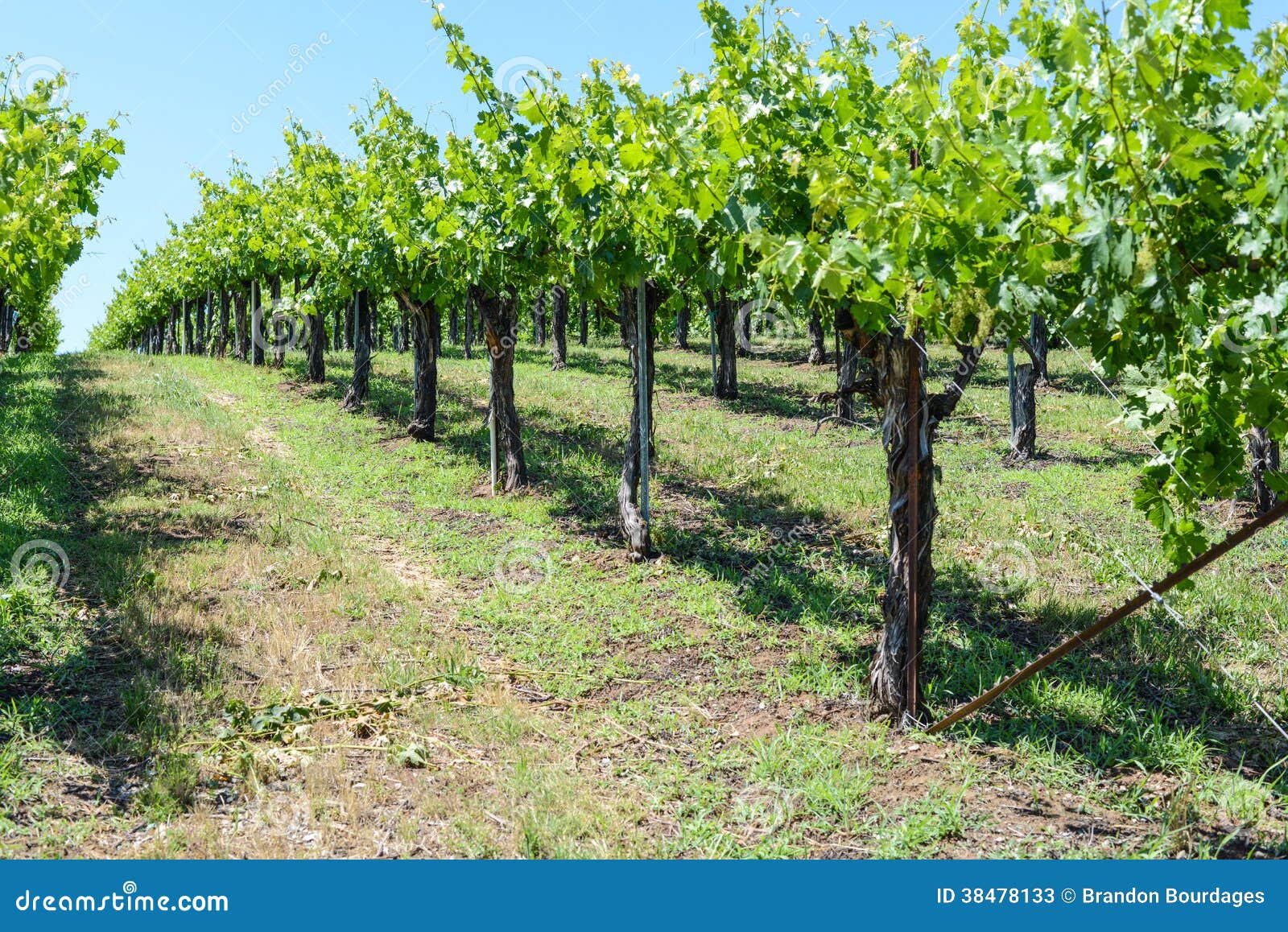 Grapevines in the Spring stock image. Image of close - 38478133