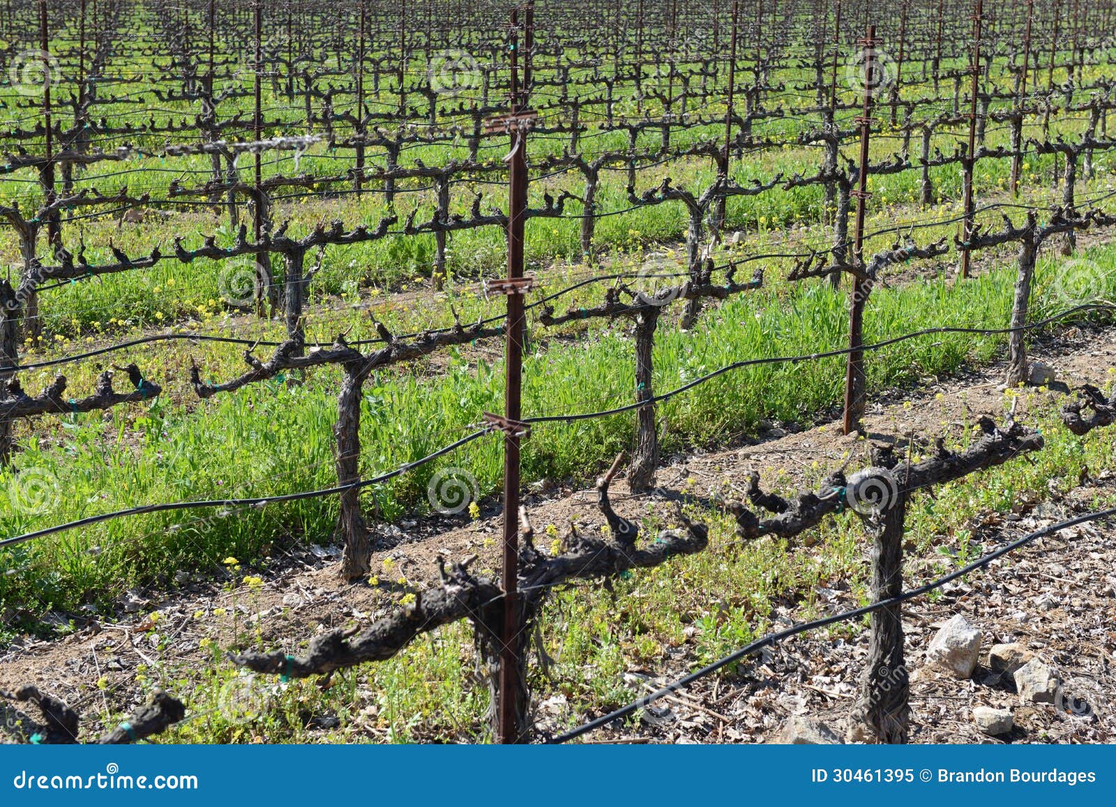 Grapevines in the Winter stock image. Image of agricultural - 30461395