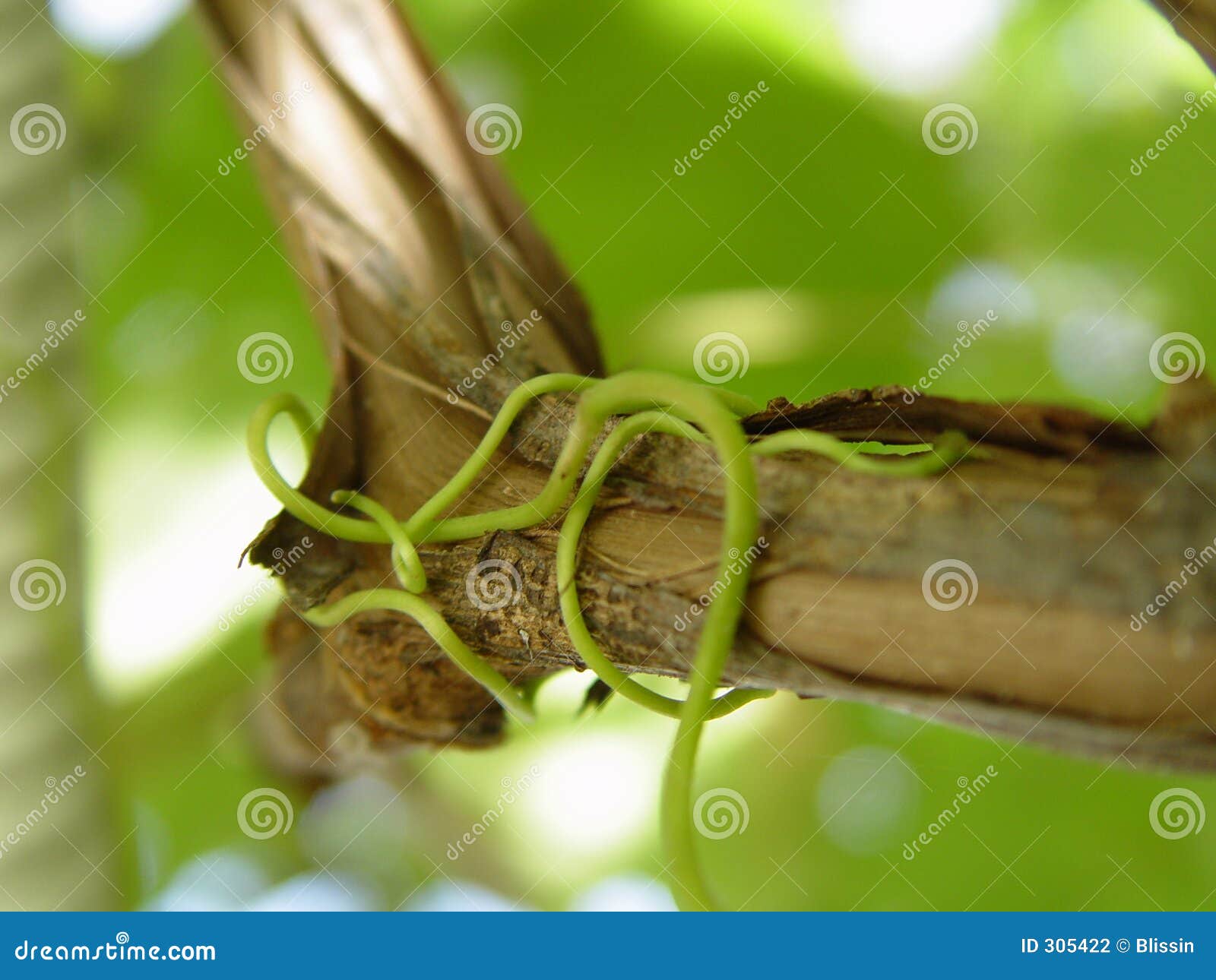 Grapewine tendril wrap stock photo. Image of green, wrap - 305422