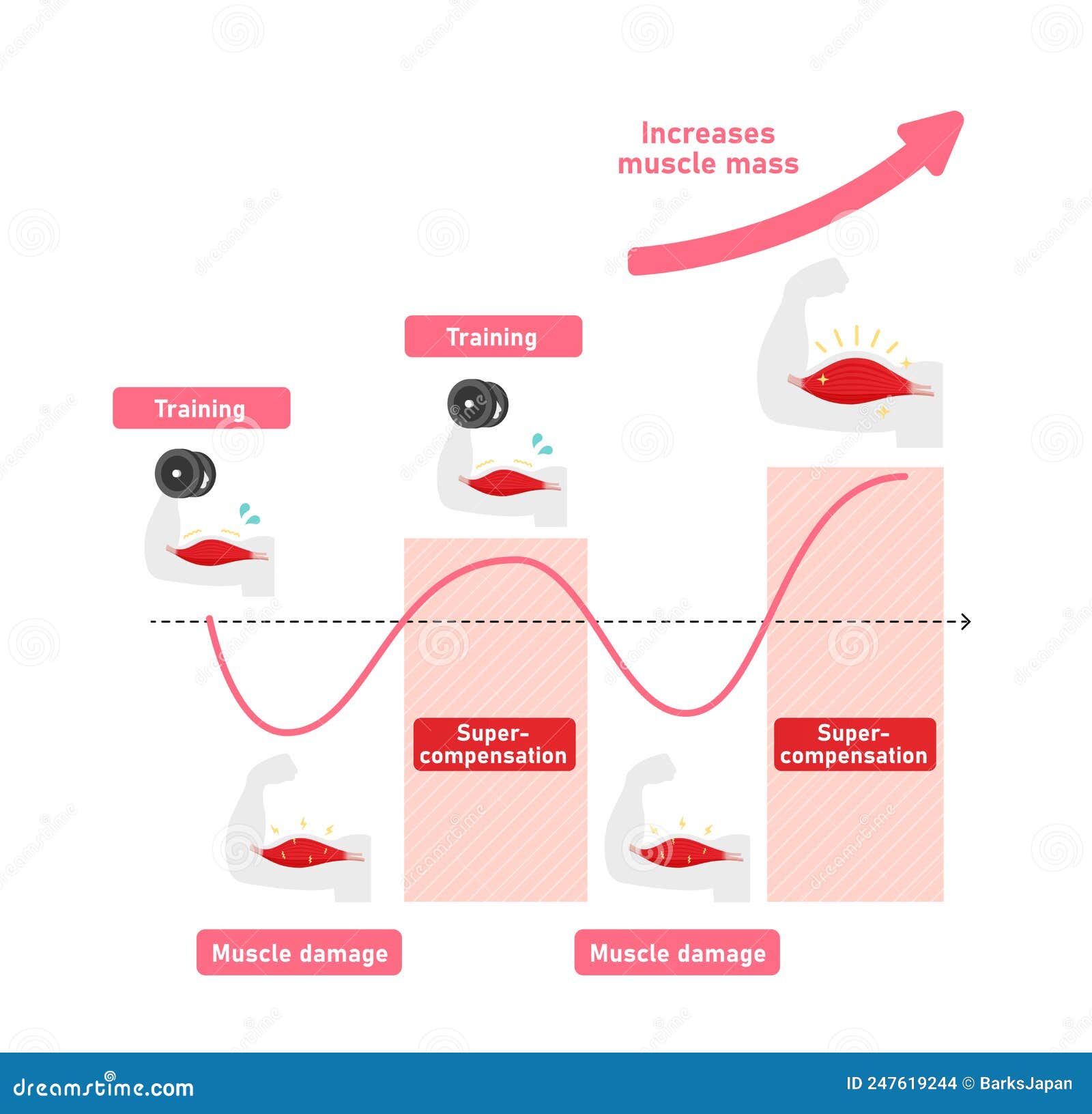 Graph Illustration of Efficient Muscle Growth Supercompensation ...