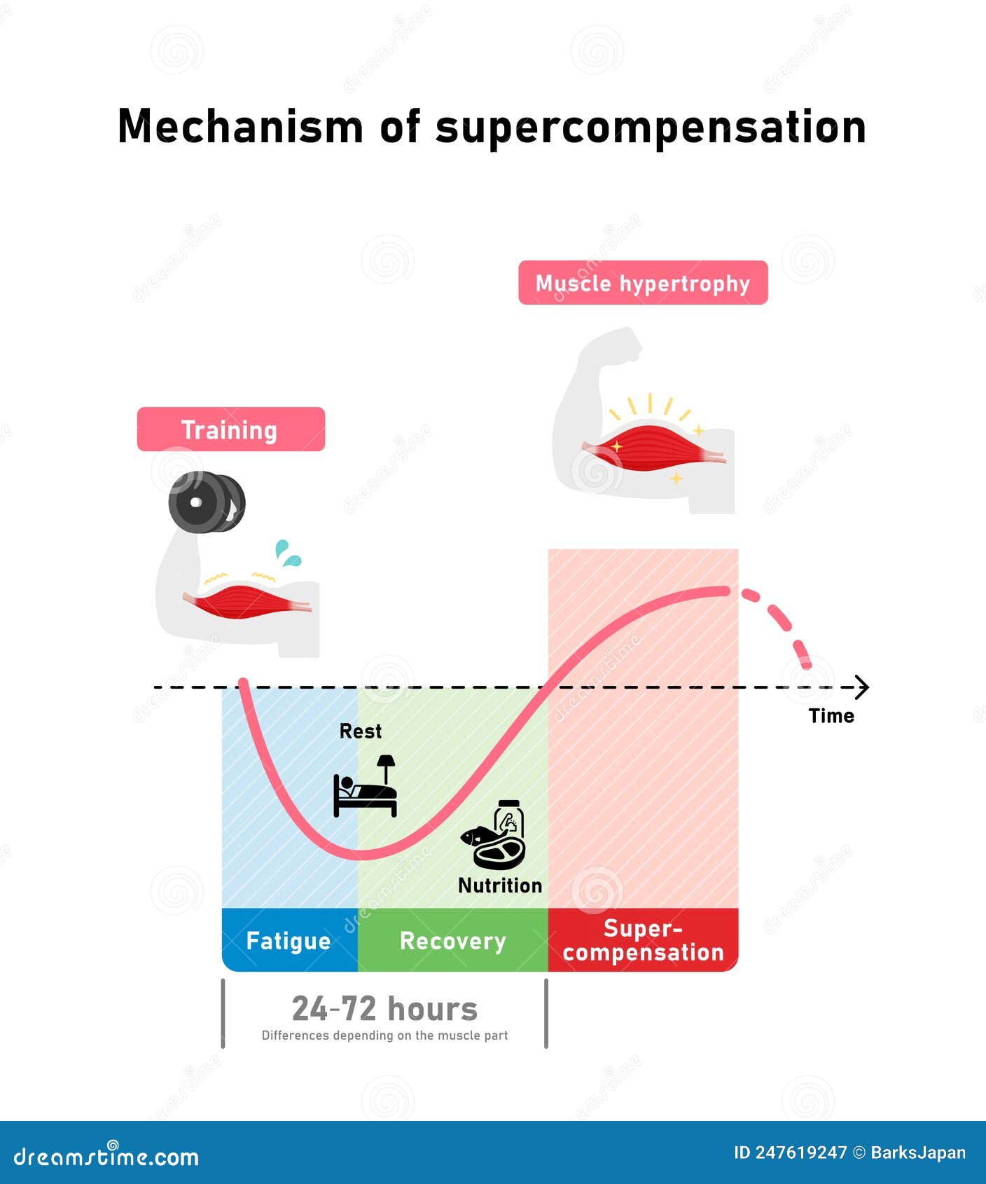 Graph Illustration of Efficient Muscle Growth Supercompensation ...