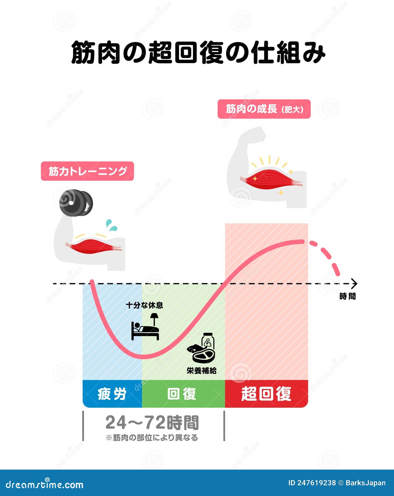 Graph Illustration of Efficient Muscle Growth Supercompensation ...
